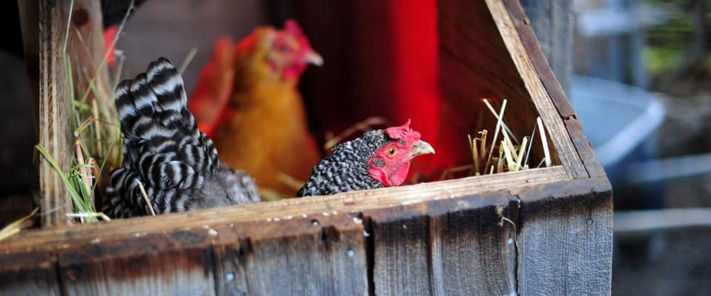 Gallery - Stone Edge Farm MicroGrid